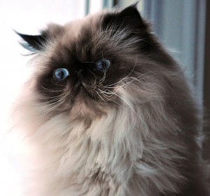 10 Facts About the Himalayan Cat. Now You’ll Know it is Not from the ...